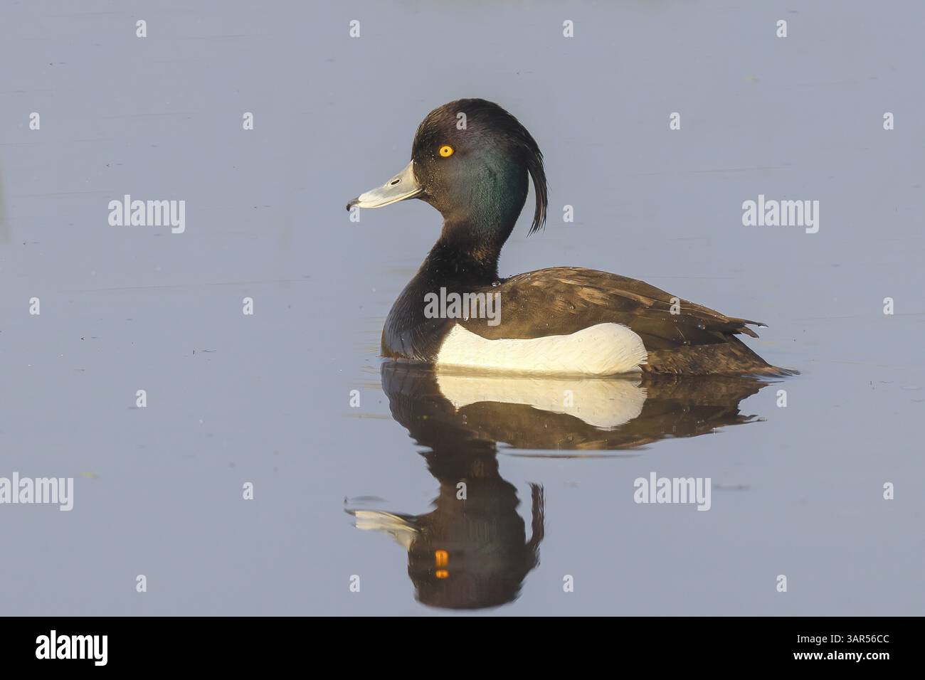 Tufted duck (Aythya fuligula), drake swimming on the water, wildlife ...