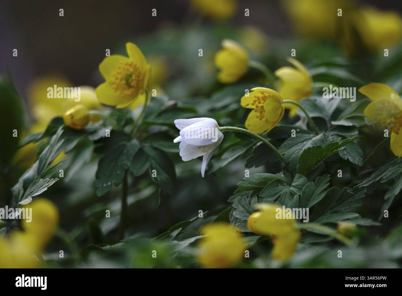 Yellow and white wood anemones, early April, Germany, Europe Stock ...