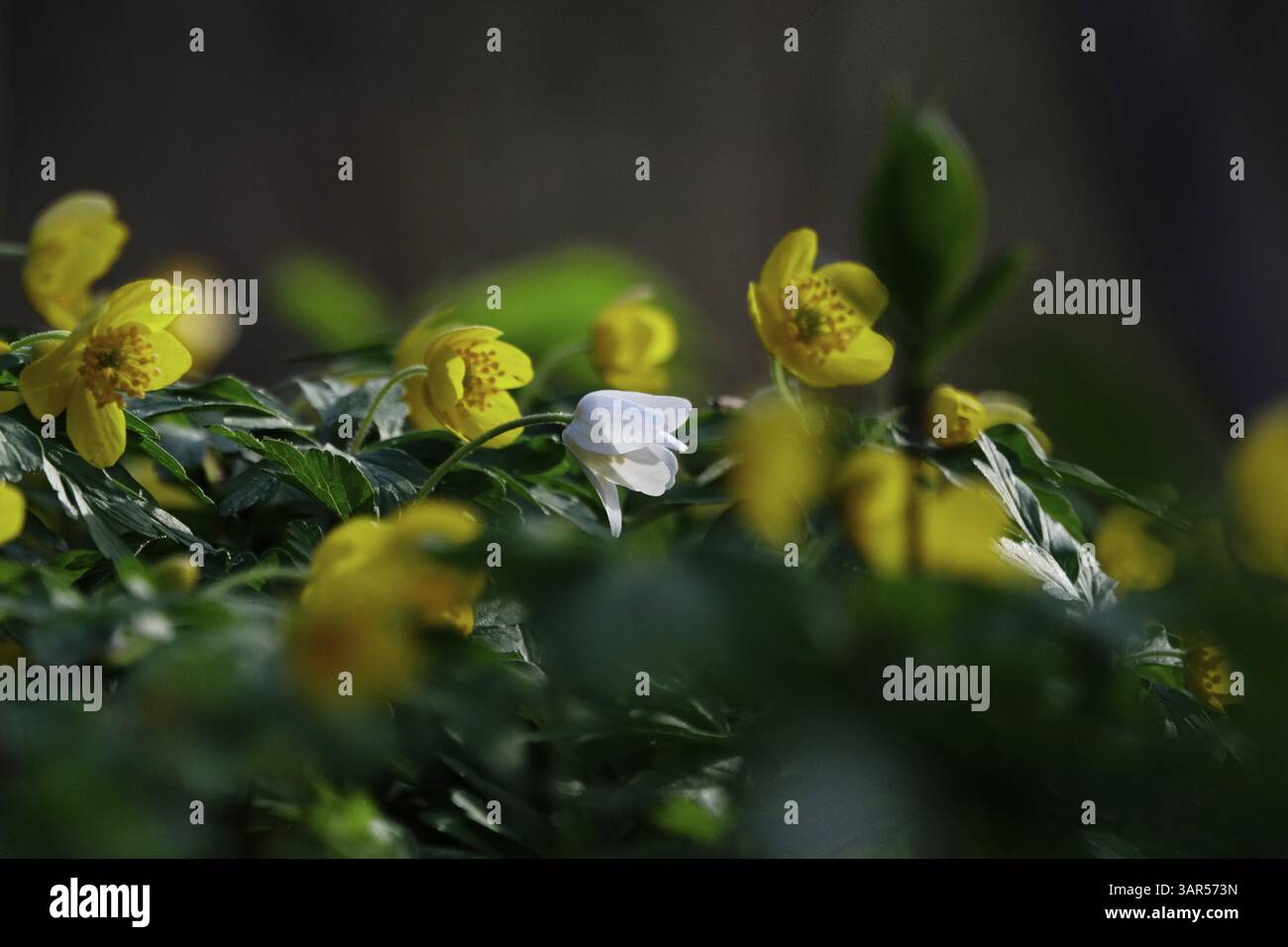 Yellow and white wood anemones, early April, Germany, Europe Stock ...