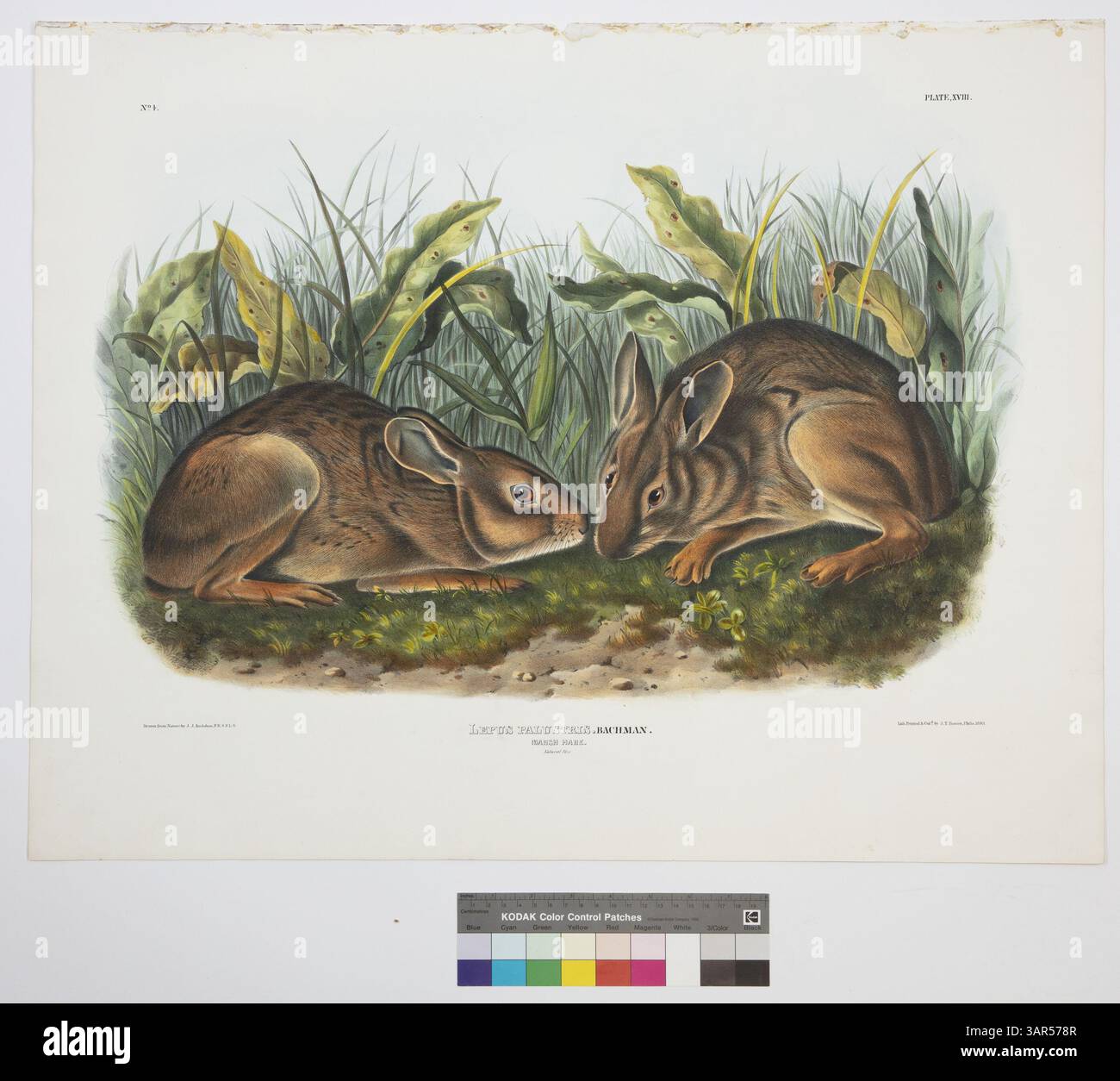 This illustration depicts the marsh hare (Lepus palustris) in its ...