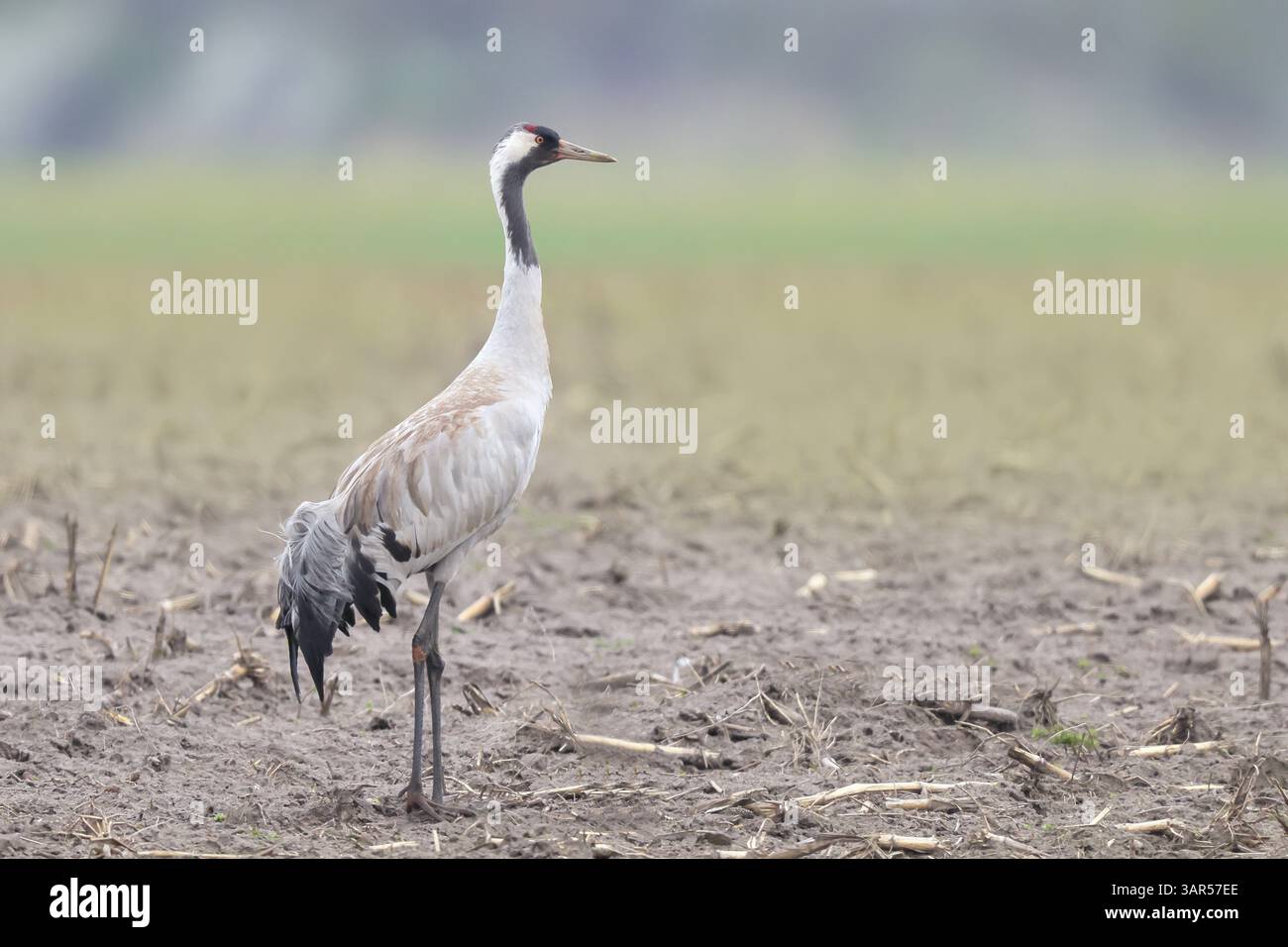 Common crane (Grus grus) Wildlife, standing on the stubble field of a ...