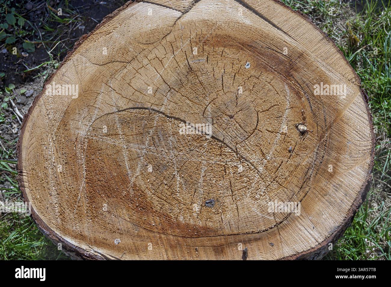 Tree disc with annual rings and traces of a chainsaw, Allgaeu, Swabia ...