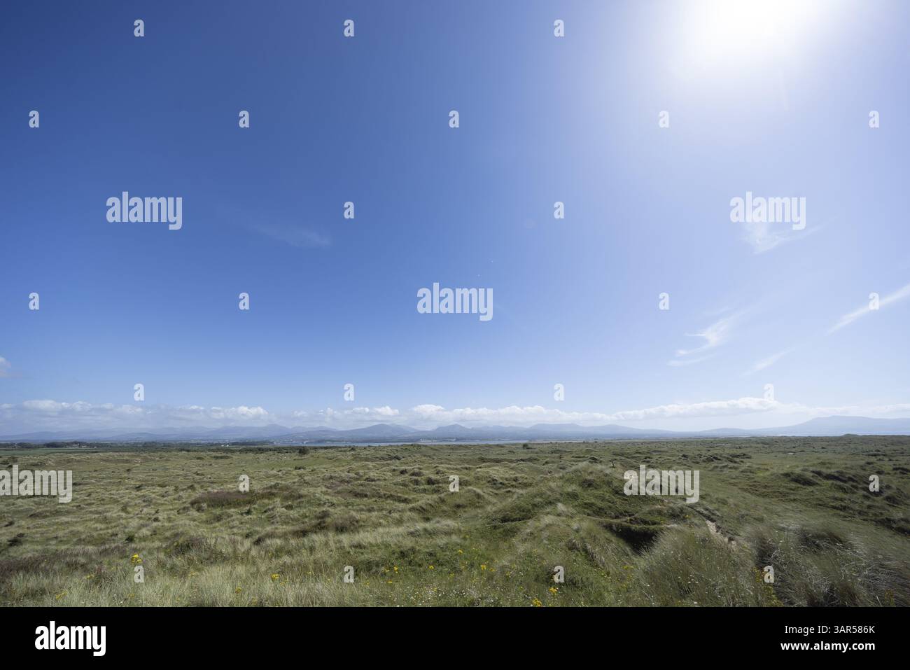 Wide green landscape, meadow with grasses, under blue sky and mountains ...