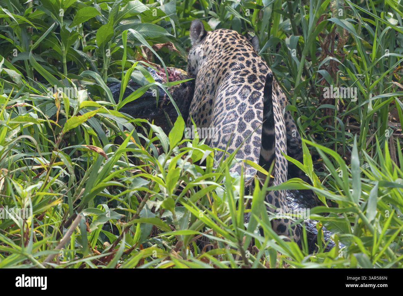 Jaguar (Panthera onca), spectacled caiman (Caiman crocodilus yacara ...