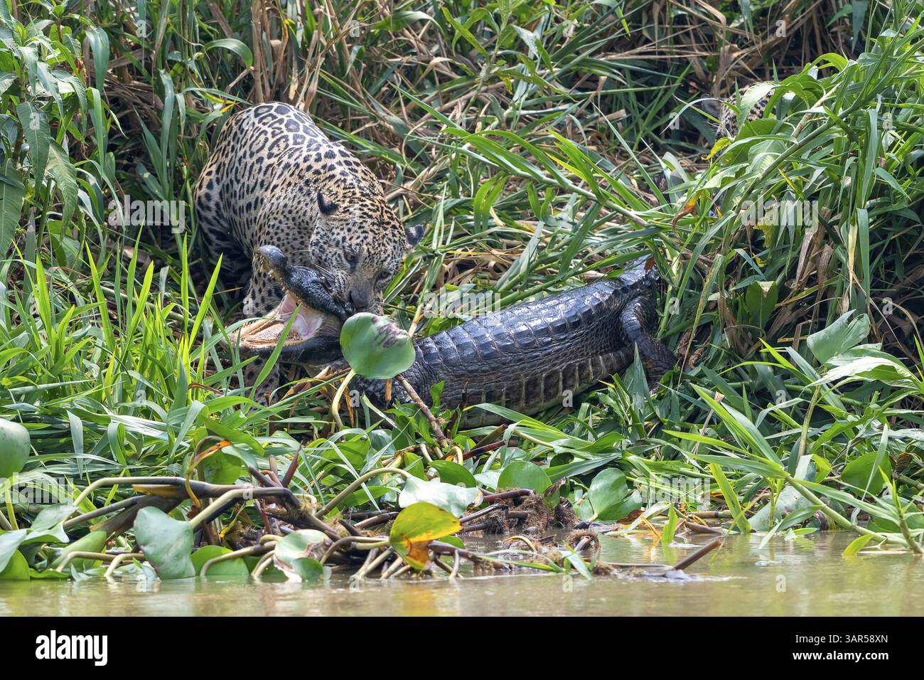 Jaguar (Panthera onca), spectacled caiman (Caiman crocodilus yacara ...