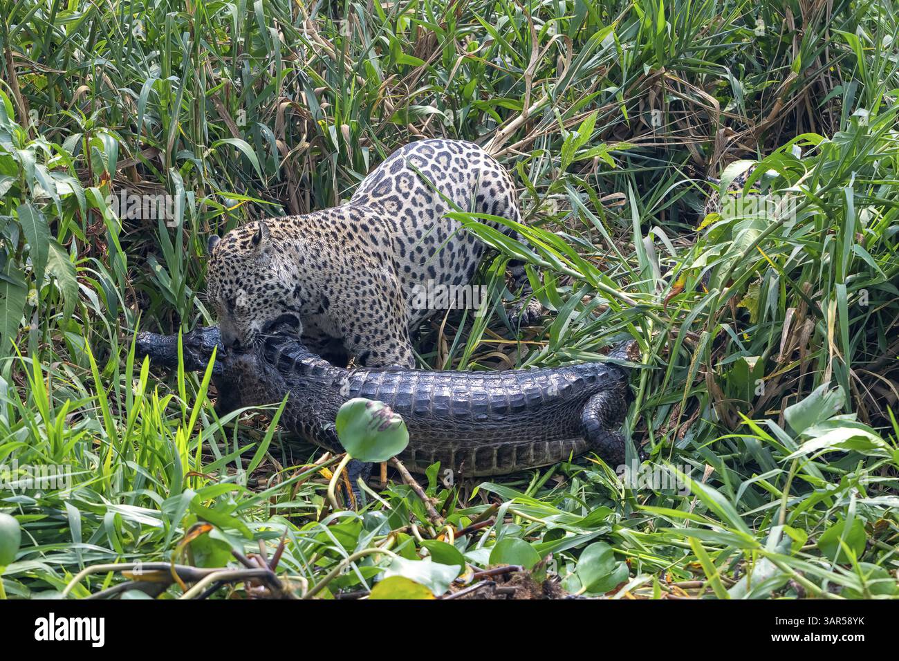 Jaguar (Panthera onca), spectacled caiman (Caiman crocodilus yacara ...