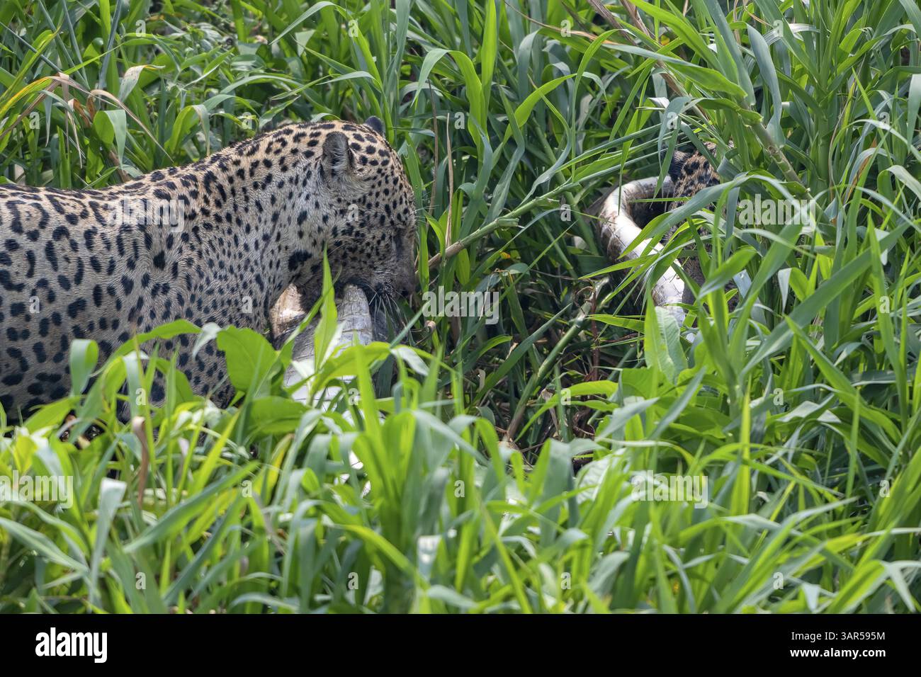 Jaguar (Panthera onca), spectacled caiman (Caiman crocodilus yacara ...