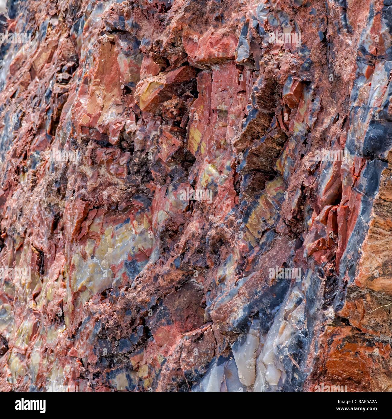 Close-up of petrified wood showing layered bands of red, blue, and tan ...