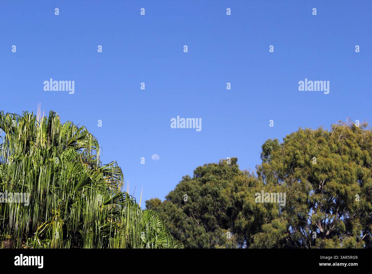 Palm tree, eucalyptus gum tree and the moon against a blue sky ...