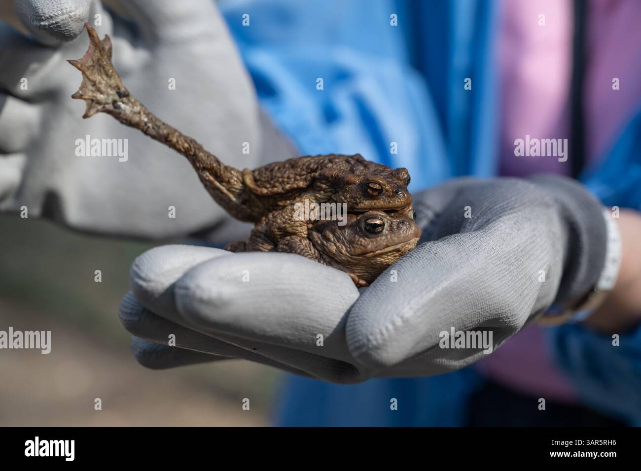 St. Petersburg, Russia. 16th Apr, 2025. A volunteer carries a pair of ...