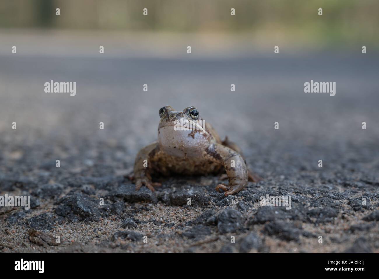 St. Petersburg, Russia. 16th Apr, 2025. A frog sits on the road as ...
