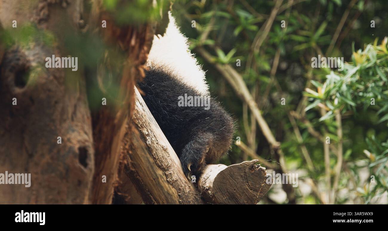 Giant Panda Climbs Tree. Cute Panda Face Close-up View. Bear Or Simply ...