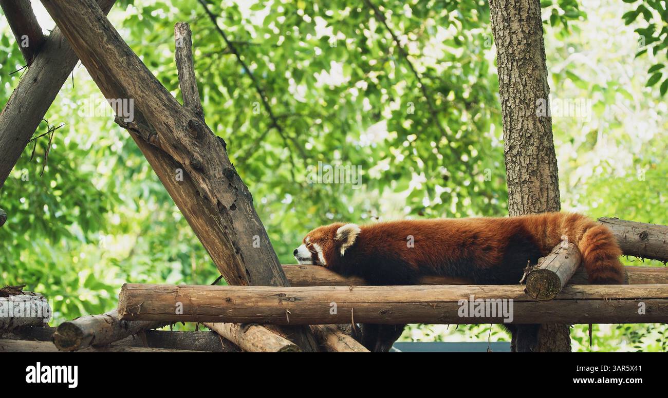 Adult Red Panda Sleep. Cute Red Panda Face. Ailurus Fulgens Or Lesser ...