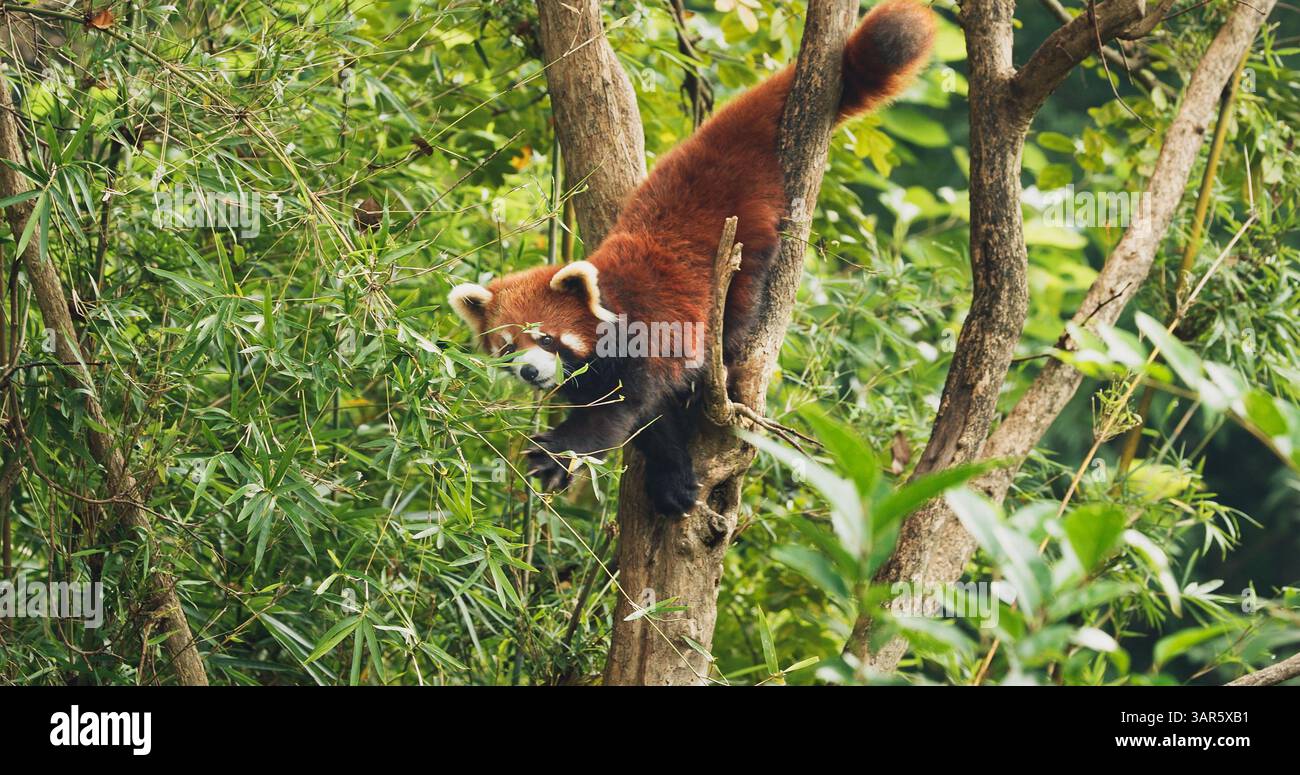 Agile Red Panda Panda Climbs Tree. Ailurus Fulgens Or Lesser Panda Is ...