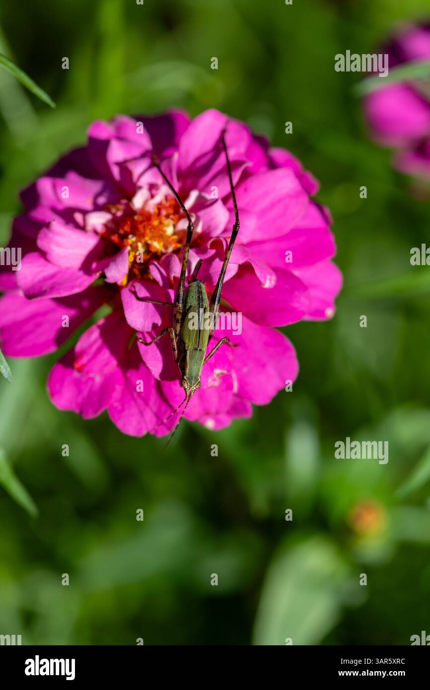 Grasshopper on pink zinnia hi-res stock photography and images - Alamy