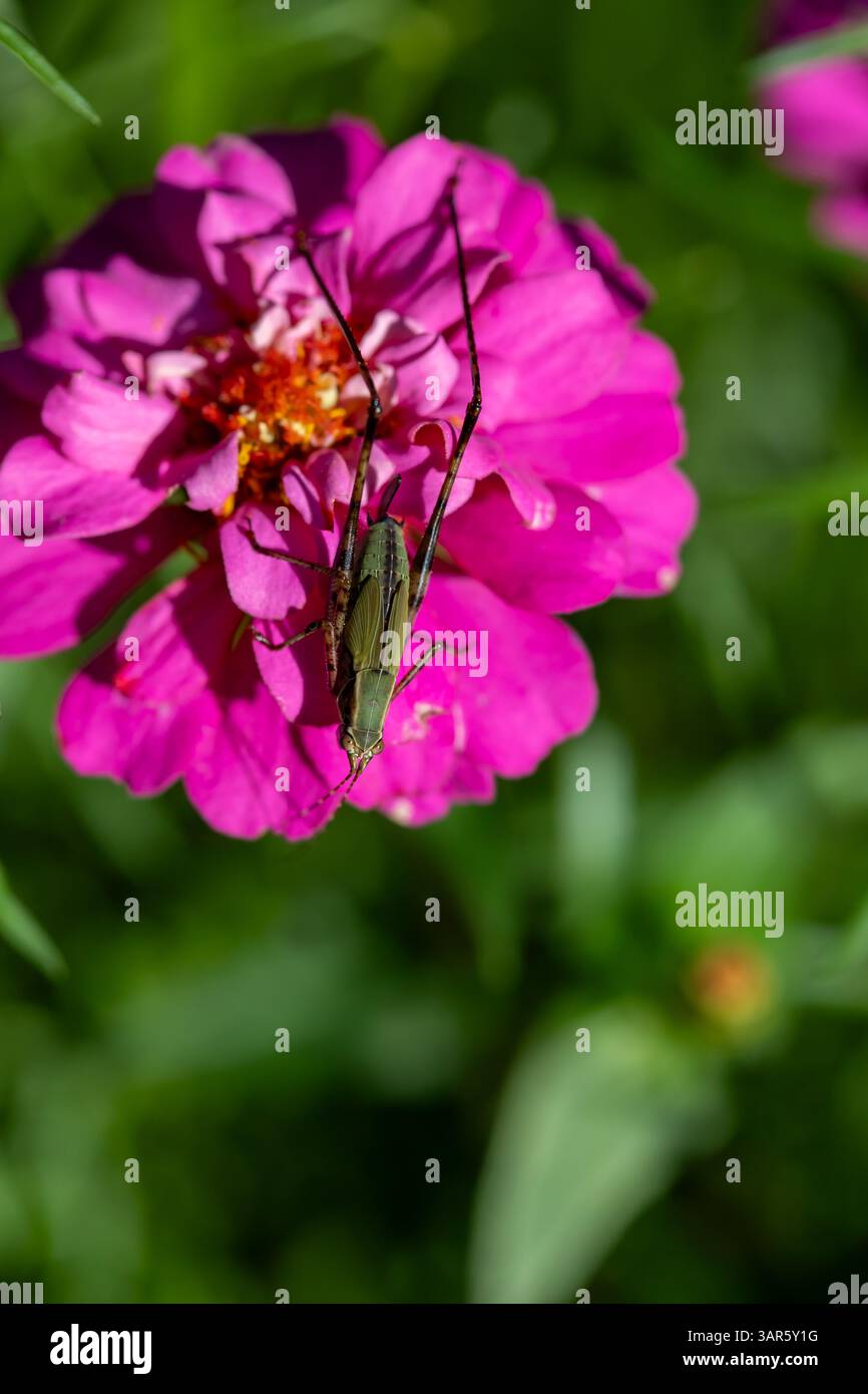 Grasshopper on pink zinnia hi-res stock photography and images - Alamy