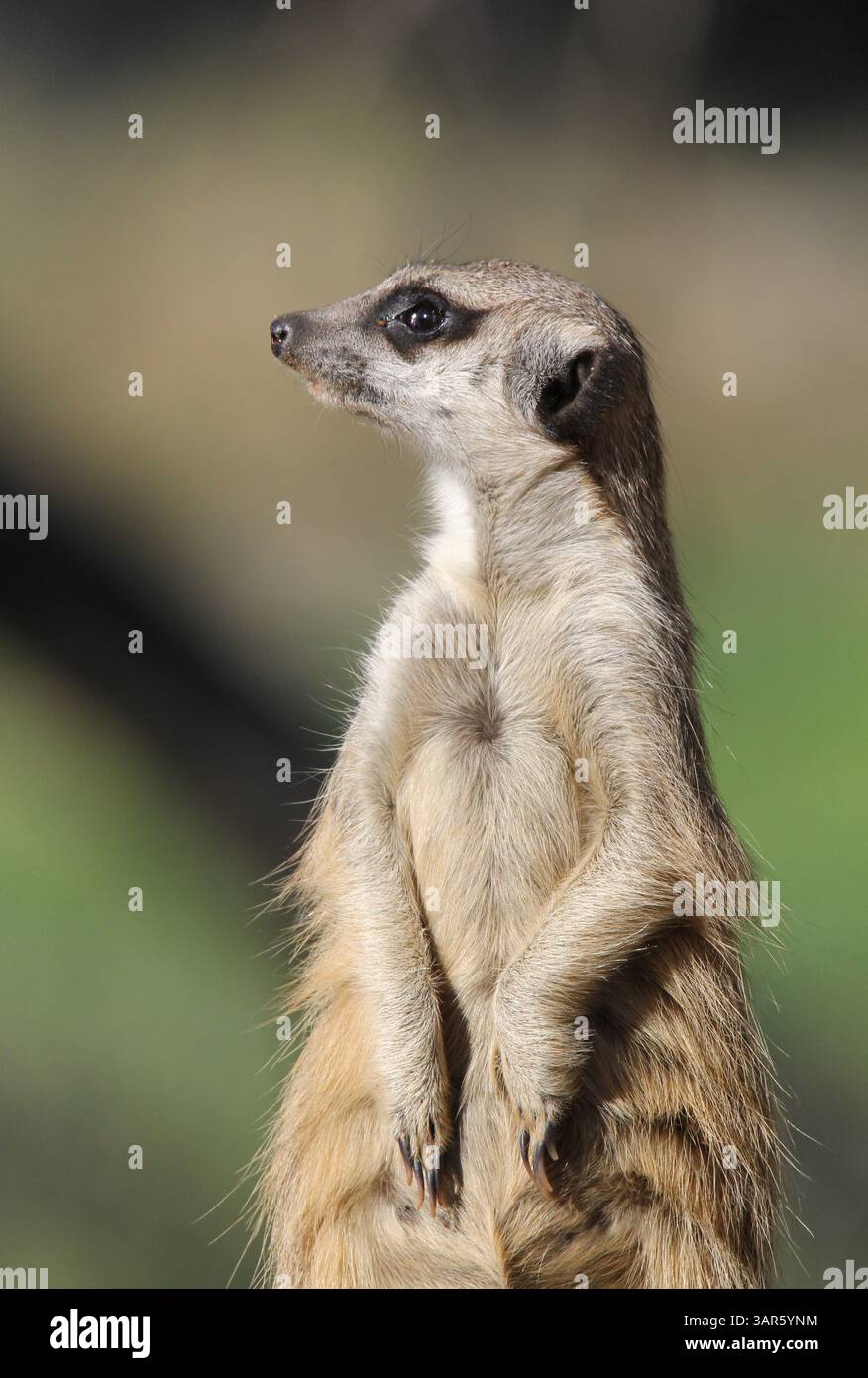 Close up portrait of a meerkat standing upright on guard Stock Photo ...