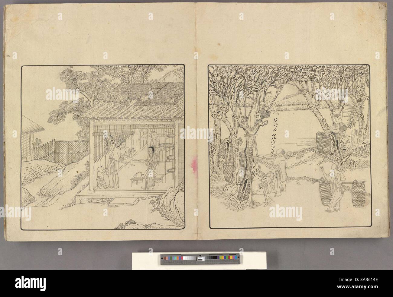 The 'Geng Zhi Tu' manuscript illustrates ancient Chinese farming ...