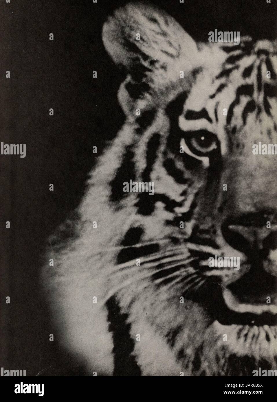 This 1968 South High Yearbook, Tiger, documents the 1967-1968 school year, including students ...