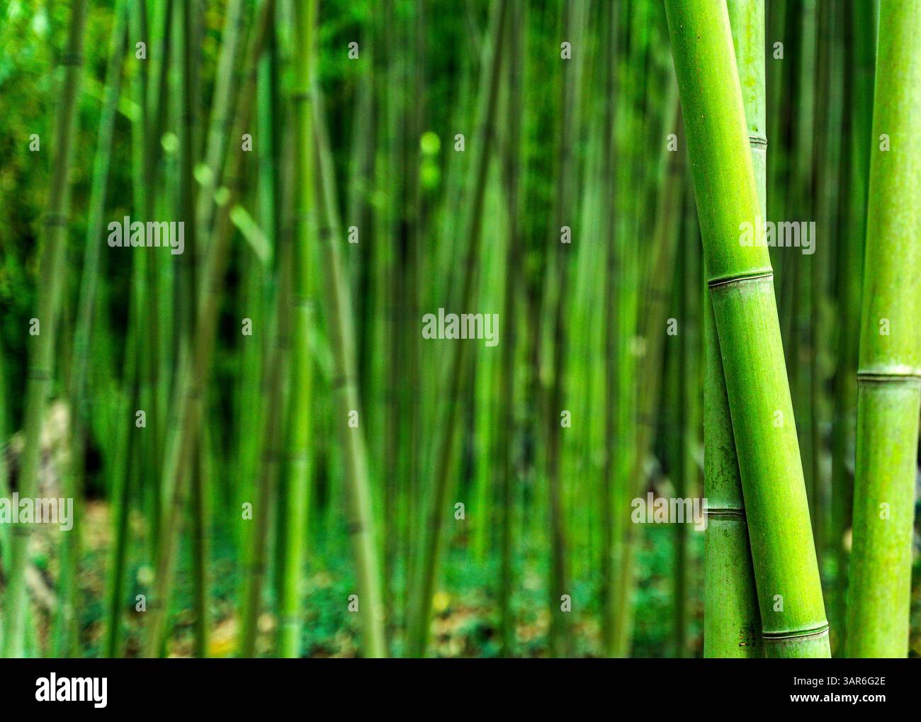 Bamboo forest background. Green thickets of bamboo plant in Asia. High ...