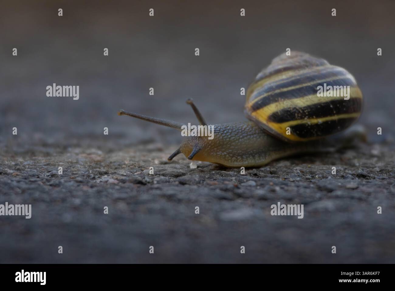 snail crawling on a hard rock texture in the garden. brown striped ...