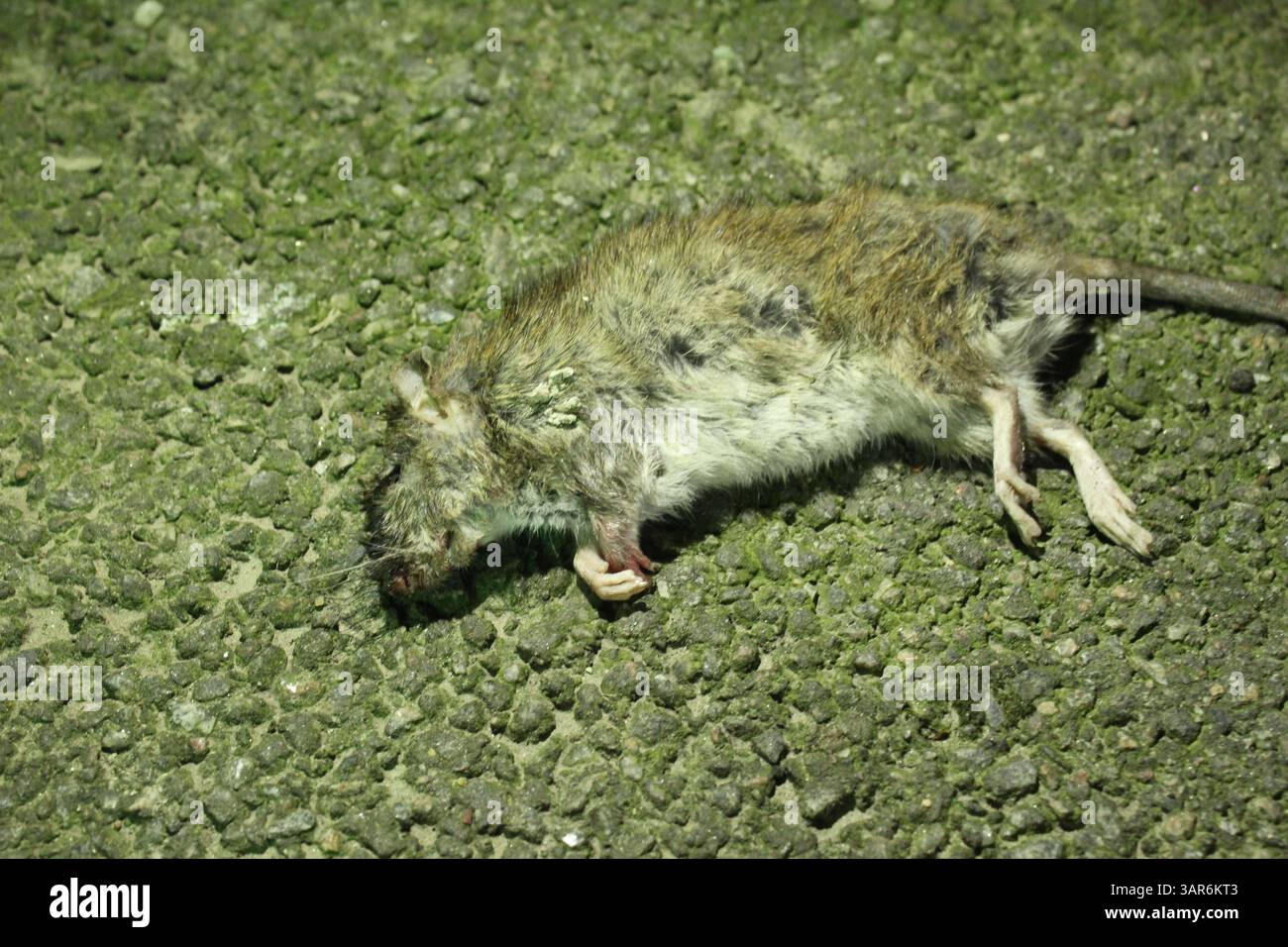 Dead rat lying on the asphalt close-up. Rodents spread diseases Stock ...