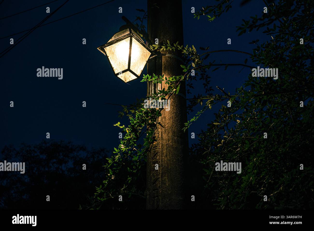Vintage Lamp Post Illuminated at Night with Climbing Vines Stock Photo ...