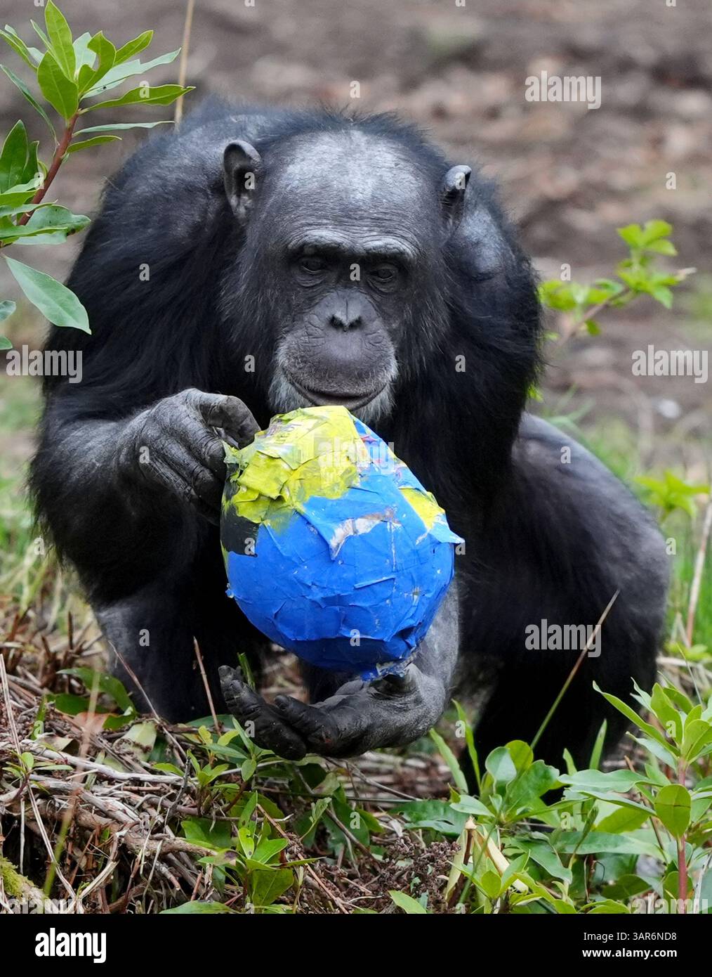 Chippie the Chimpanzee with papier mache easter eggs filled with ...