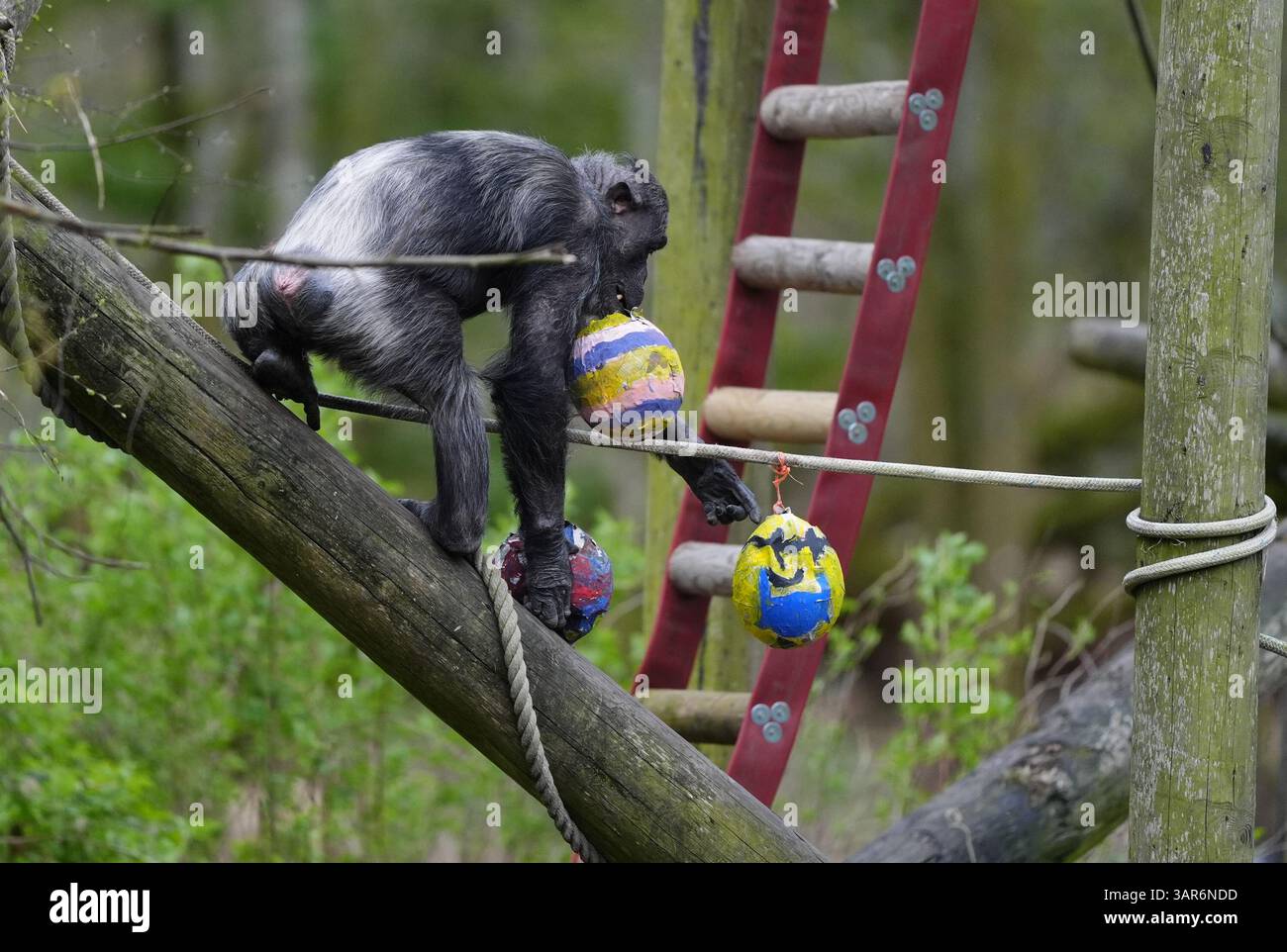 Peter the Chimpanzee with papier mache easter eggs filled with healthy ...