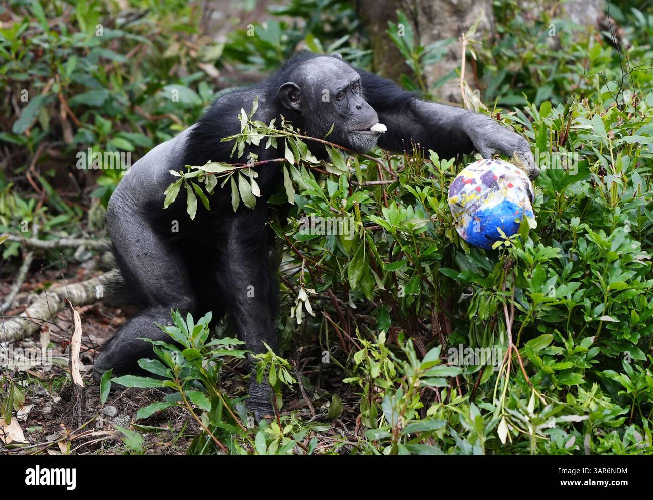 Chippie the Chimpanzee with papier mache easter eggs filled with ...