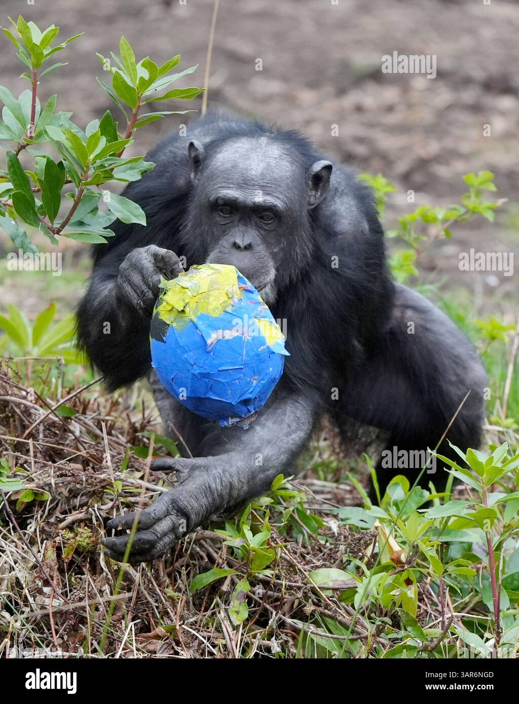 Chippie the Chimpanzee with papier mache easter eggs filled with ...