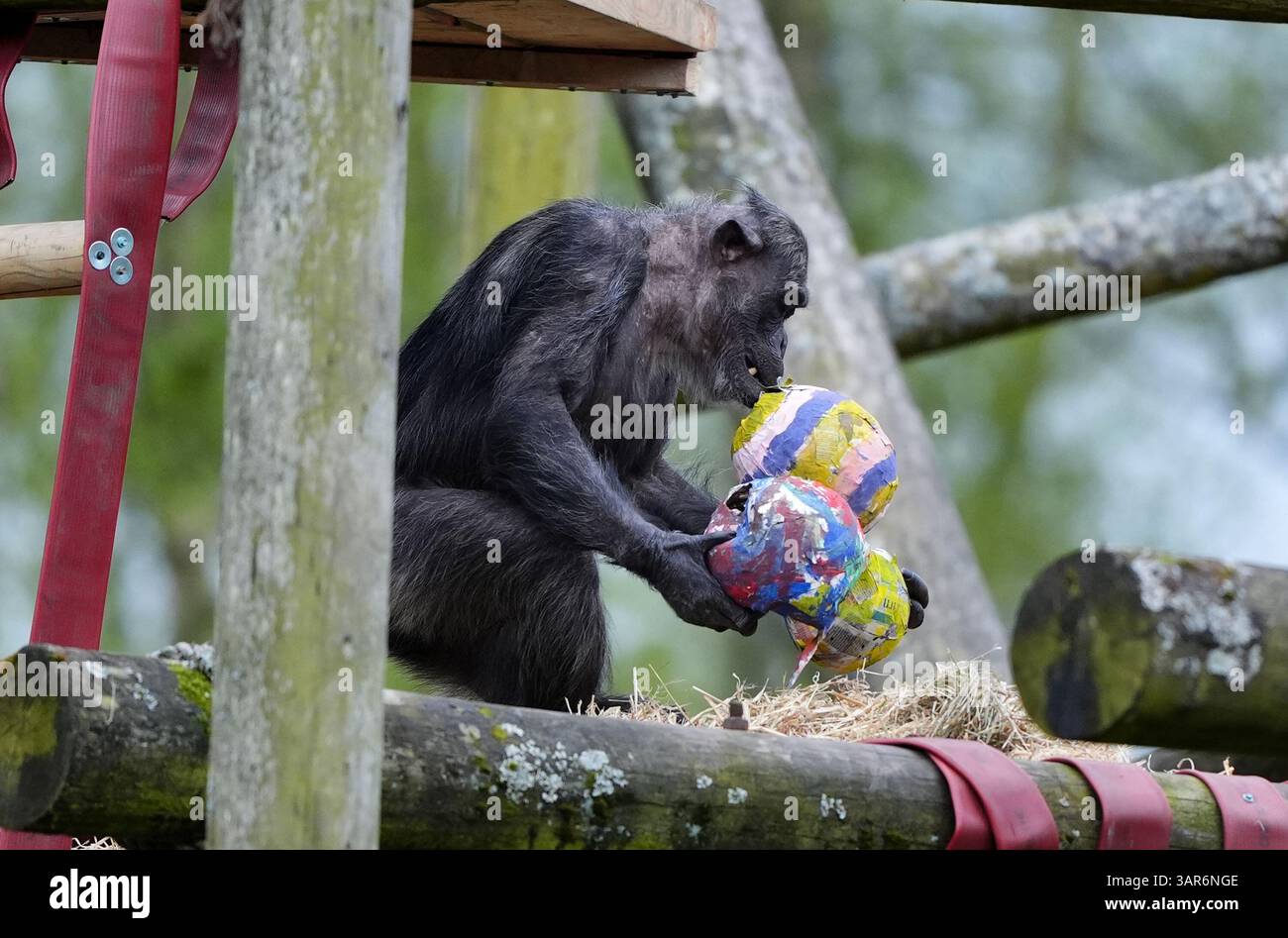 Peter the Chimpanzee with papier mache easter eggs filled with healthy ...