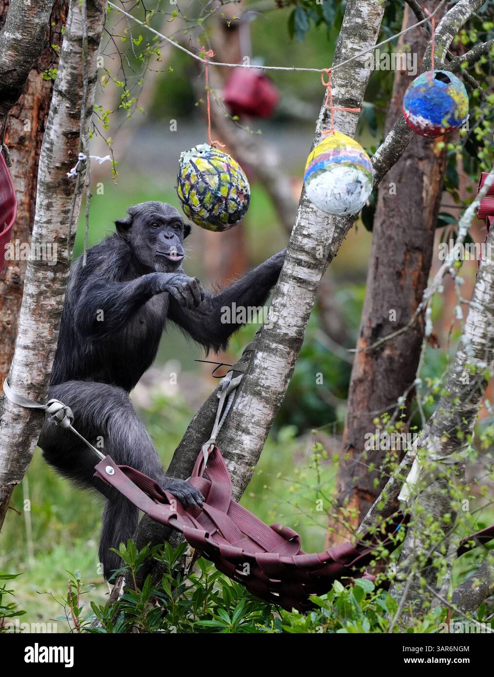 Peter the Chimpanzee with papier mache easter eggs filled with healthy ...