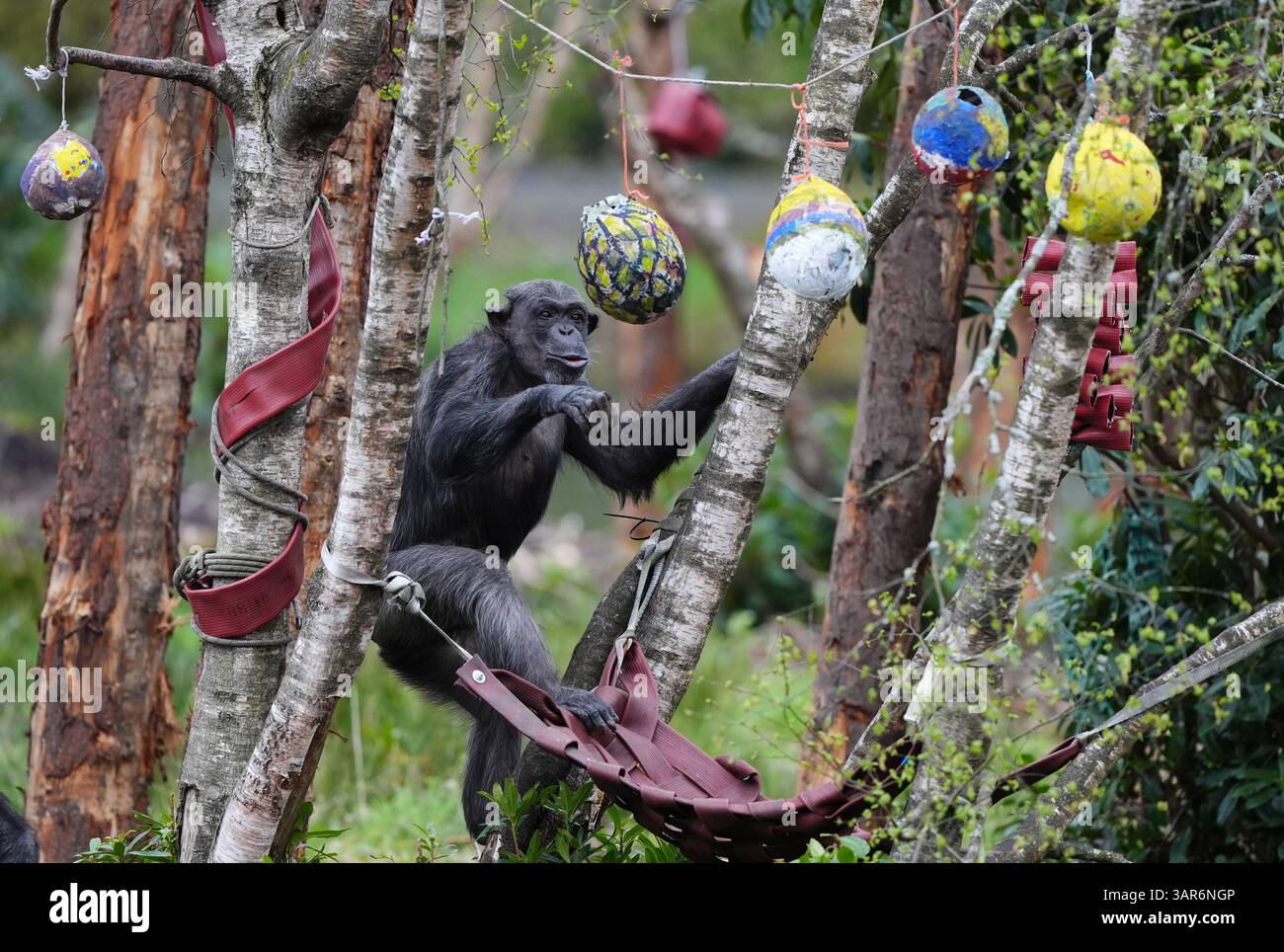 Peter the Chimpanzee with papier mache easter eggs filled with healthy ...