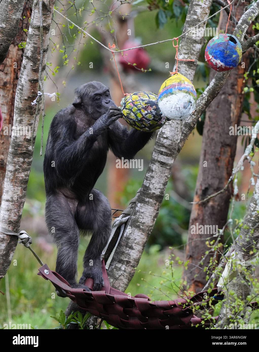 Peter the Chimpanzee with papier mache easter eggs filled with healthy ...