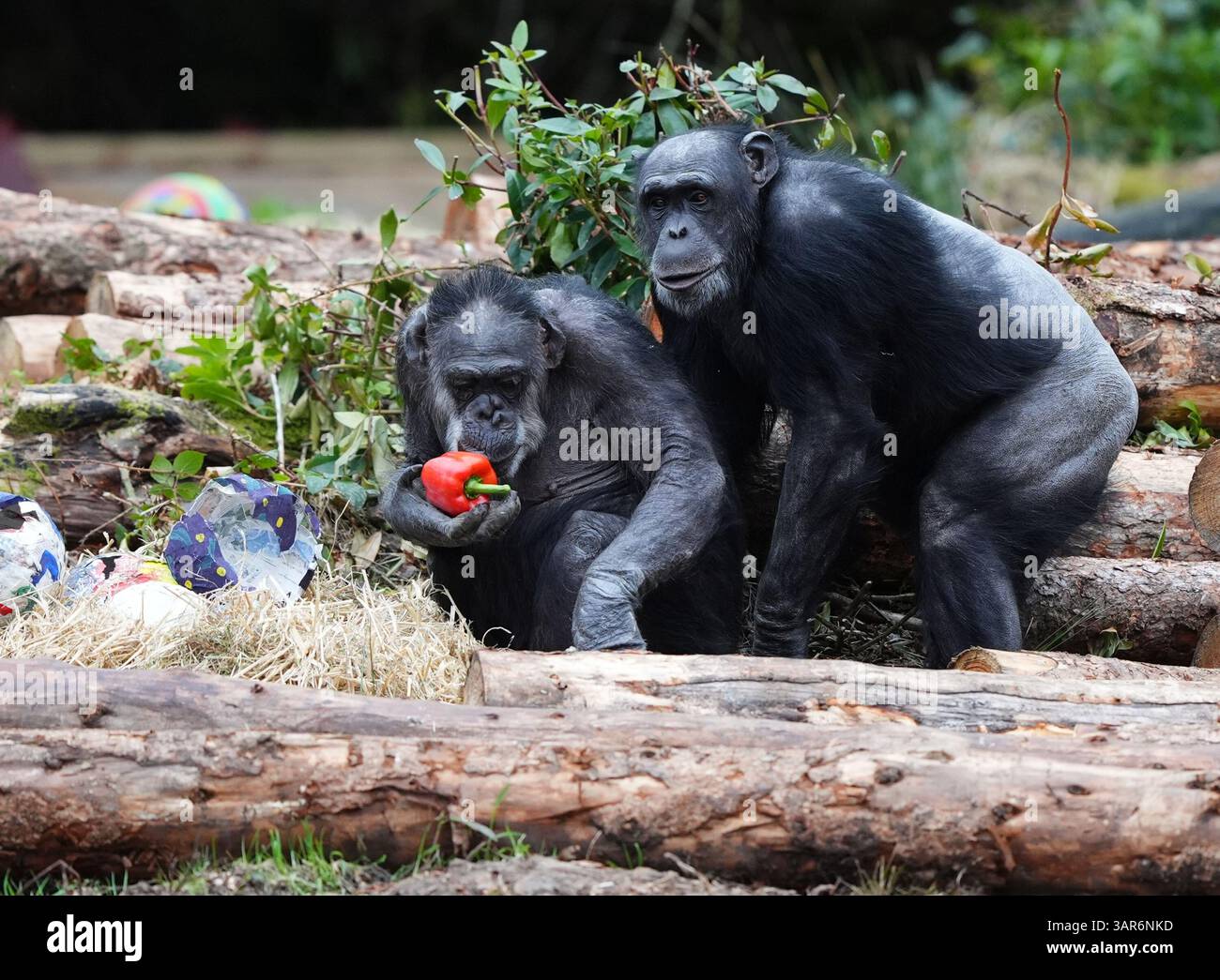 Gill and Chippie (r) the Chimpanzees with papier mache easter eggs ...
