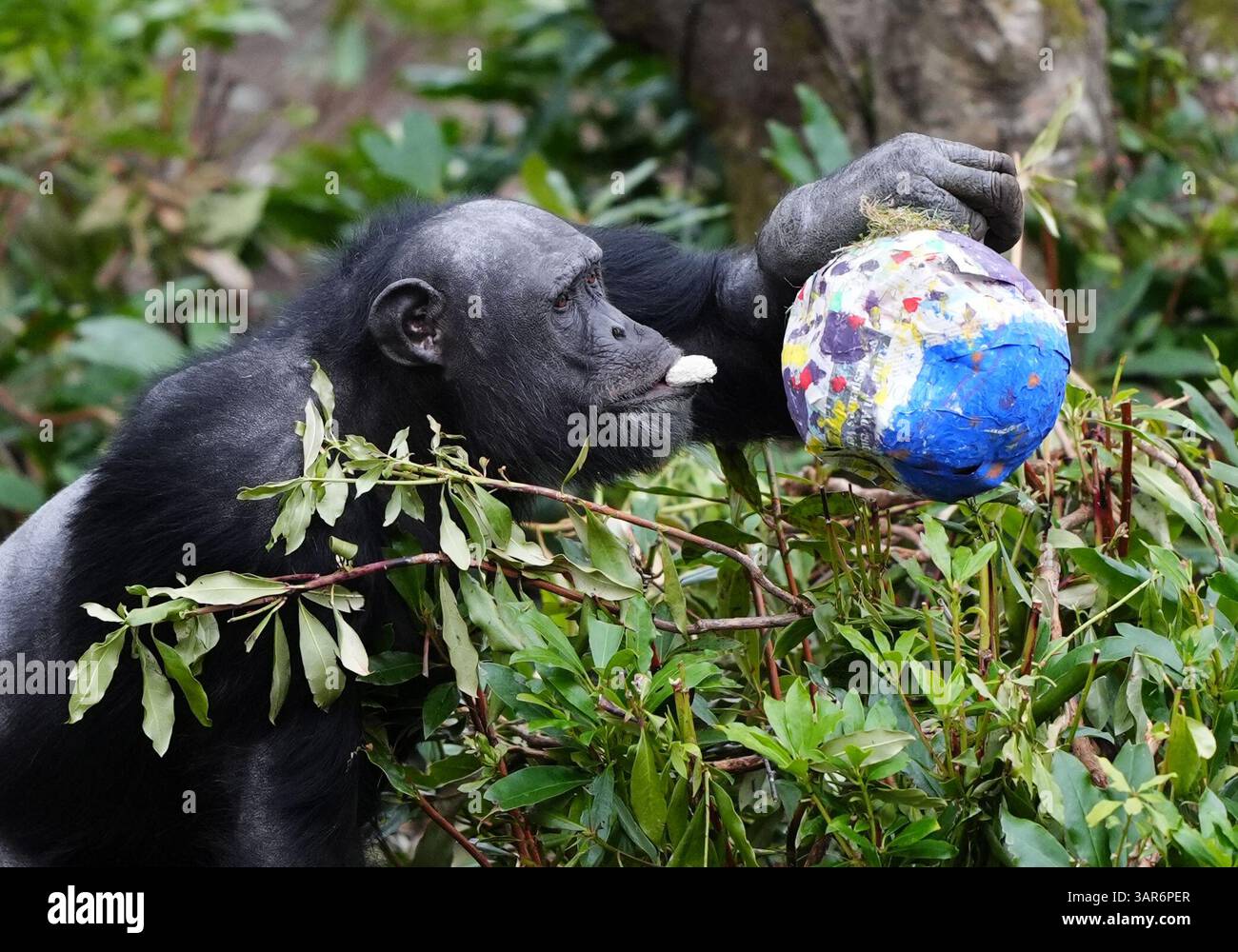 Chippie the Chimpanzee with papier mache easter eggs filled with ...