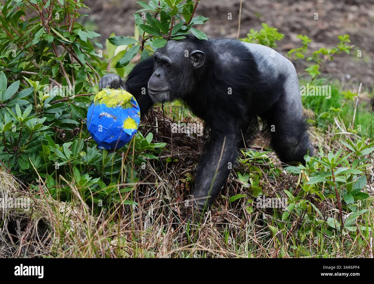 Chippie the Chimpanzee with papier mache easter eggs filled with ...