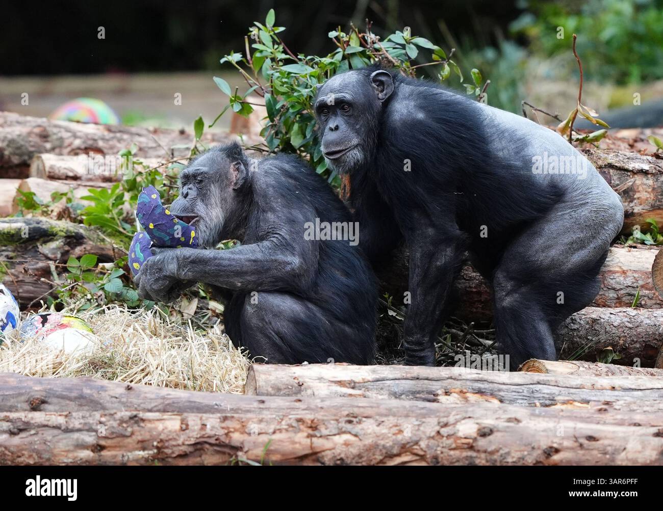 Gill and Chippie (right) the Chimpanzees with papier mache easter eggs ...