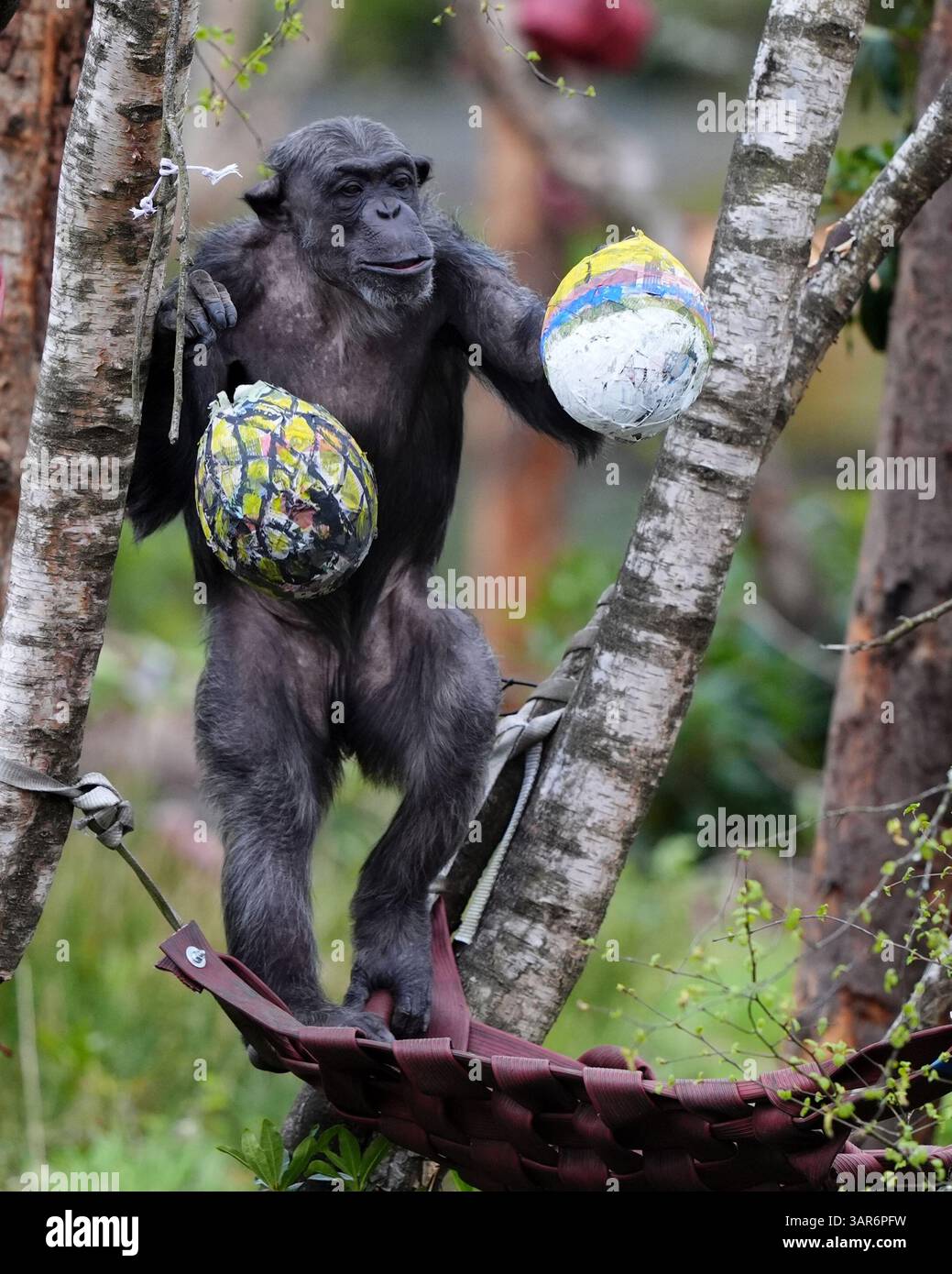 Peter the Chimpanzee with papier mache easter eggs filled with healthy ...