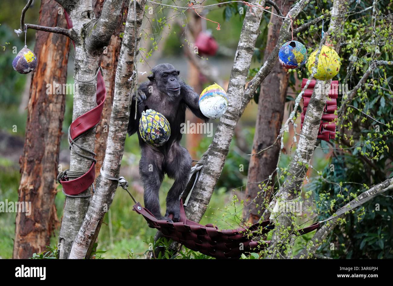 Peter the Chimpanzee with papier mache easter eggs filled with healthy ...