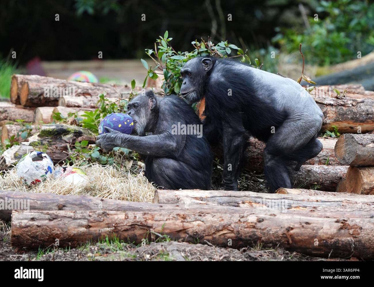 Gill and Chippie (right) the Chimpanzees with papier mache easter eggs ...