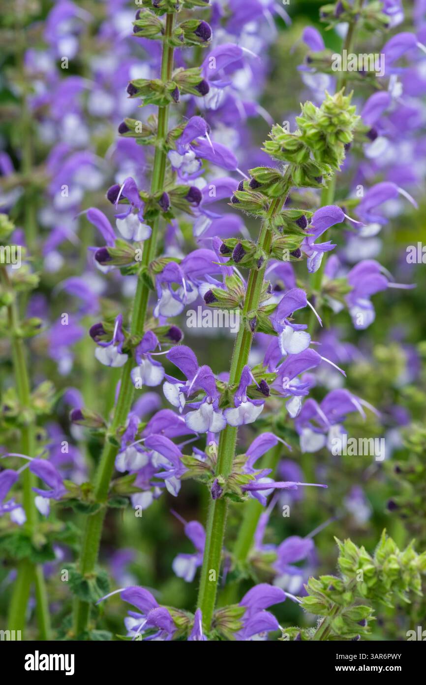 Sage azure snow hi-res stock photography and images - Alamy