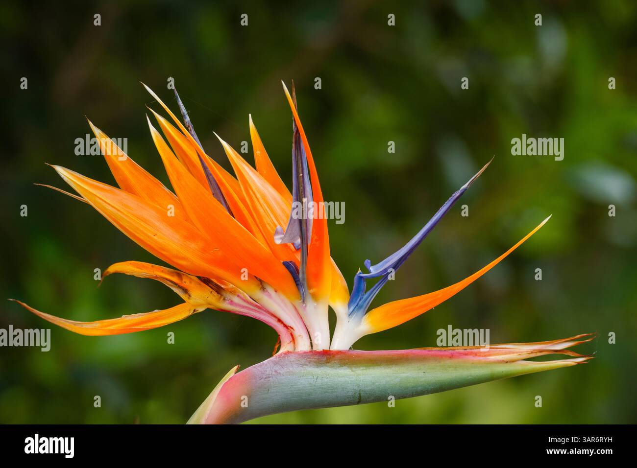 Crane flower, bird of paradise, or orange strelitzia (Strelitzia ...