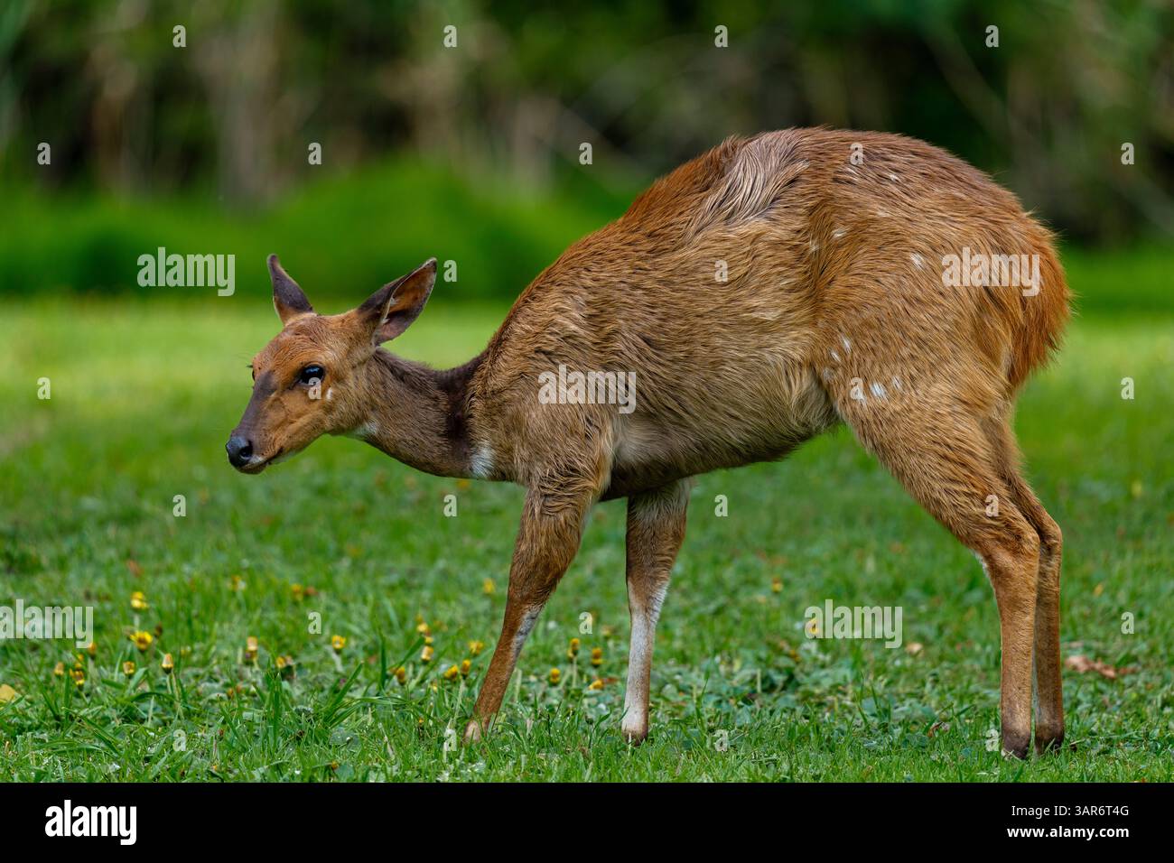 Cape bushbuck or imbabala (Tragelaphus sylvaticus) female. Wilderness ...