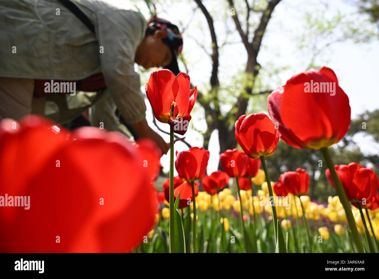 **CHINESE MAINLAND, HONG KONG, MACAU AND TAIWAN OUT** Spring flowers ...