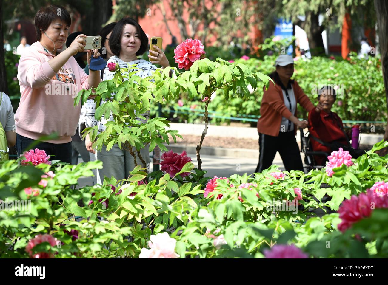 **CHINESE MAINLAND, HONG KONG, MACAU AND TAIWAN OUT** Spring flowers ...