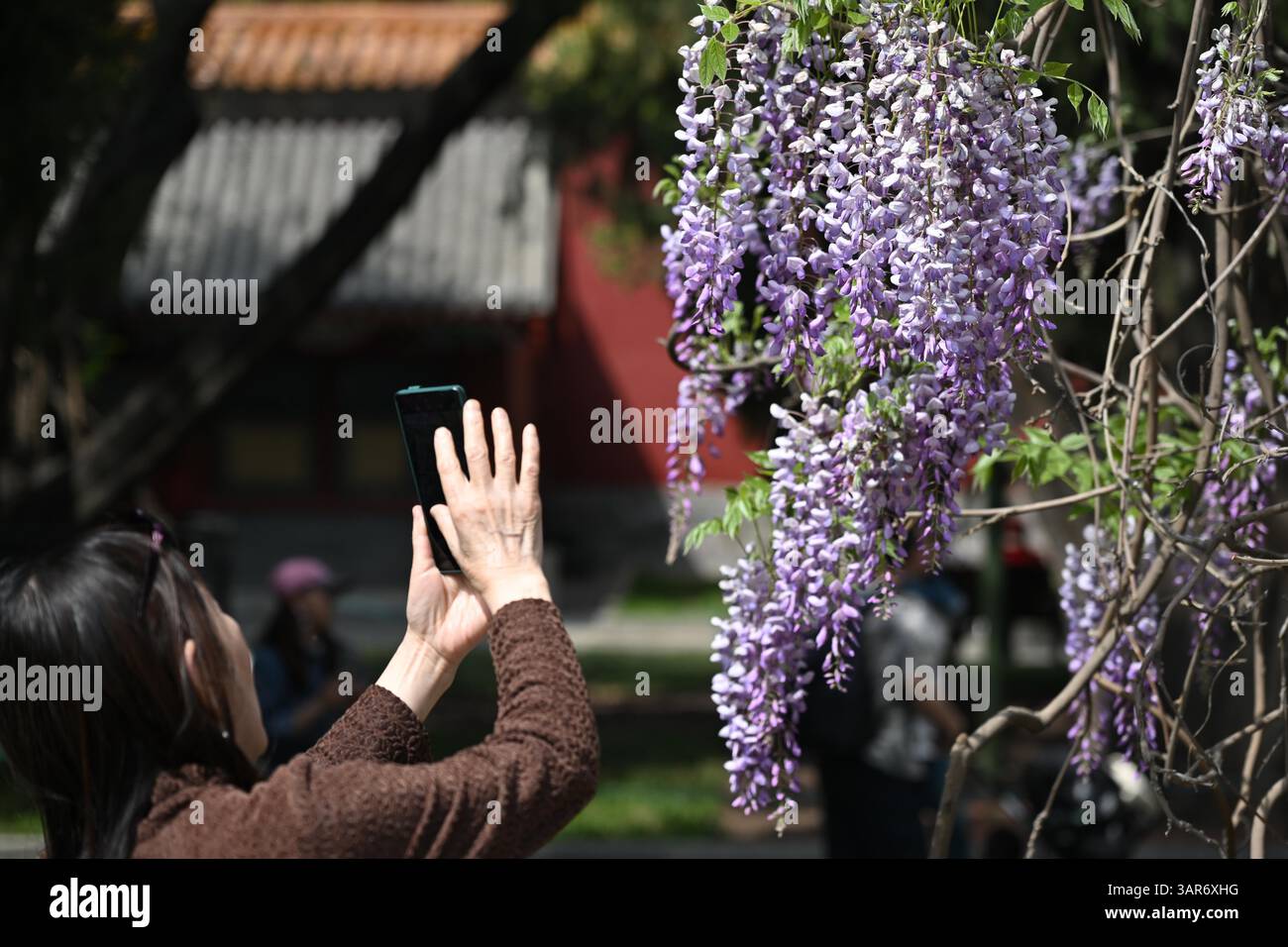 **CHINESE MAINLAND, HONG KONG, MACAU AND TAIWAN OUT** Spring flowers ...
