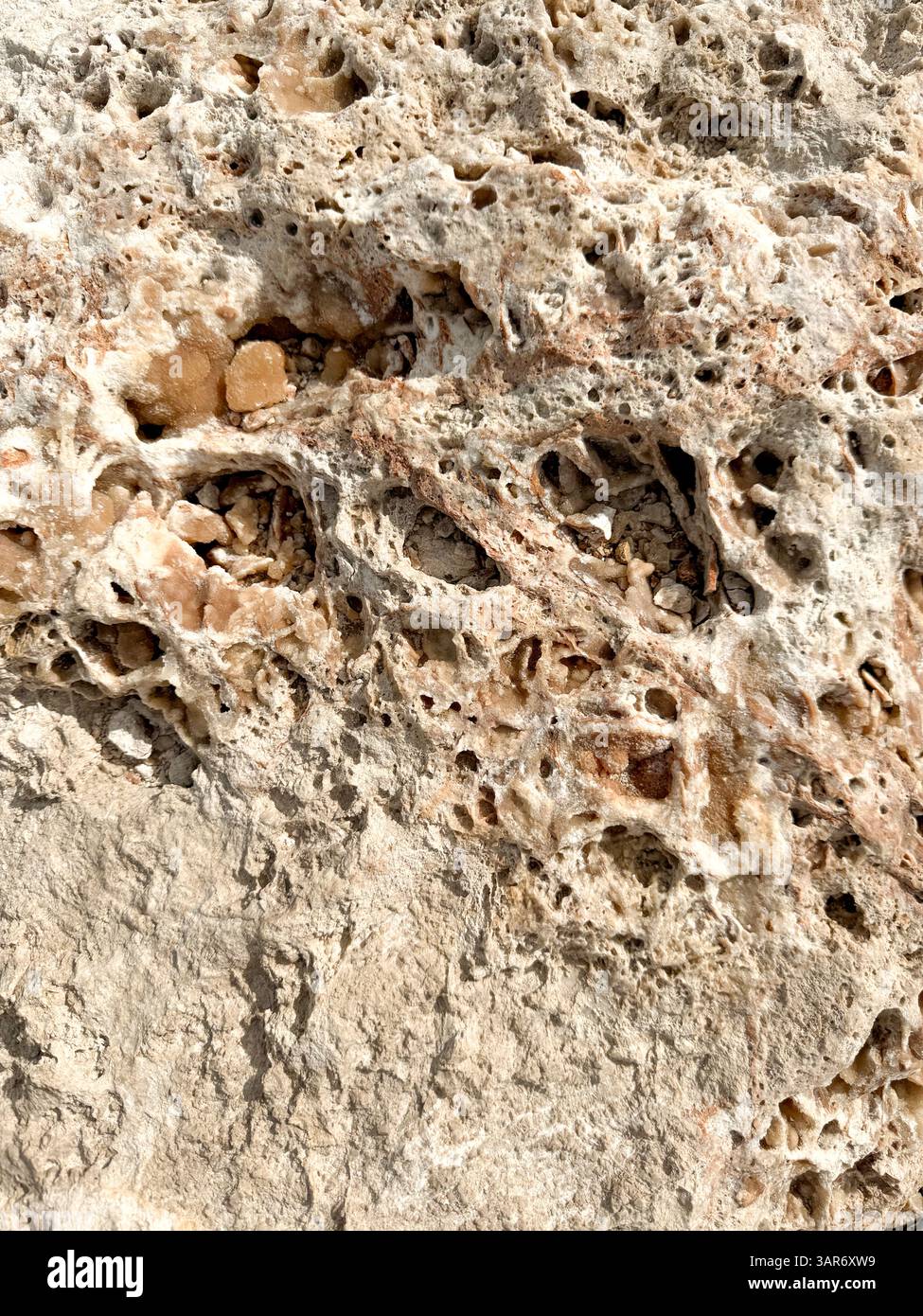 Shell features unique textures hi-res stock photography and images - Alamy