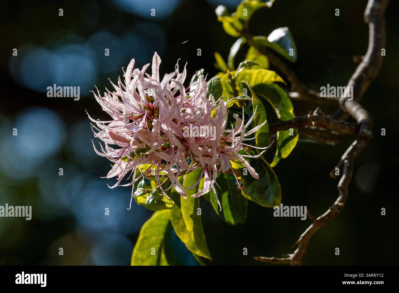 Cape chestnut (Calodendrum capense) tree flower and leaf detail ...